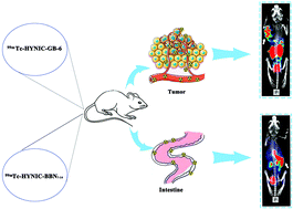 GRPR-targeted SPECT imaging using a novel bombesin-based peptide for ...