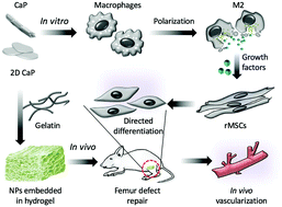 In vitro and in vivo osteogenesis up-regulated by two-dimensional ...