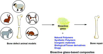In vivo behavior of bioactive glass-based composites in animal models ...