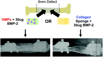 BMP-2 delivery strategy modulates local bone regeneration and systemic ...