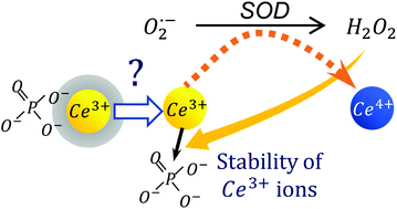 Tunable phosphate-mediated stability of Ce3+ ions in cerium oxide ...