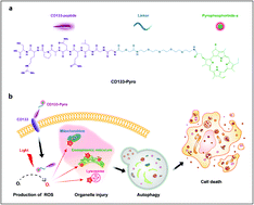 CD133 peptide-conjugated pyropheophorbide-a as a novel photosensitizer ...