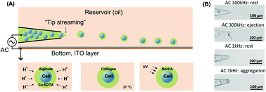 Conformal single cell hydrogel coating with electrically induced tip ...