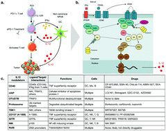 The chemical biology of IL-12 production via the non-canonical NFkB ...