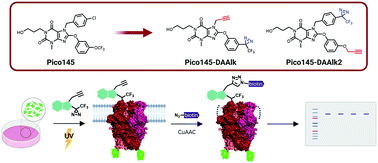 Xanthine-based photoaffinity probes allow assessment of ligand ...