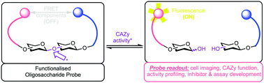 Illuminating glycoscience: synthetic strategies for FRET-enabled ...