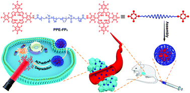 Hydrophilic polyphosphoester-conjugated fluorinated chlorin as an ...