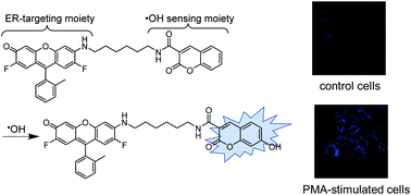 An endoplasmic reticulum-targeting fluorescent probe for imaging ˙OH in ...