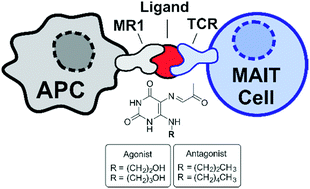 Agonistic or antagonistic mucosal-associated invariant T (MAIT) cell ...