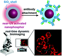 Silica-coated phosphorescent nanoprobes for selective cell targeting ...