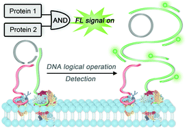 A DNA logic gate with dual-anchored proximity aptamers for the accurate ...