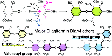 Synthesis of diaryl ether components of ellagitannins using ortho ...