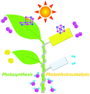 Promoting hole transfer for photoelectrochemical water oxidation ...