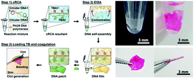 An enzymatically self-assembled DNA patch for enhanced blood ...