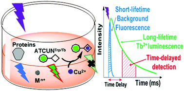 A terbium(iii) luminescent ATCUN-based peptide sensor for selective and ...