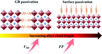 Correlating alkyl chain length with defect passivation efficacy in perovskite solar cells ...
