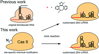 Rational design of minimum CRISPR guide RNA by site-specific Cas9–RNA ...