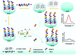 A H2O2-free electrochemical peptide biosensor based on Au@Pt bimetallic ...