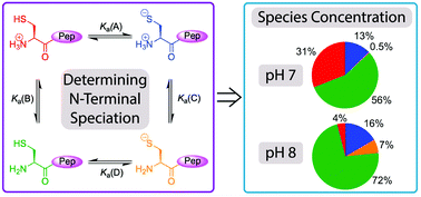 N-Terminal speciation for native chemical ligation - Chemical ...