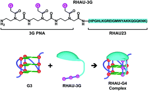 Targeting nucleic acids with a G-triplex-to-G-quadruplex transformation ...