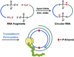 Chemically synthesized circular RNAs with phosphoramidate linkages enable rolling circle ...