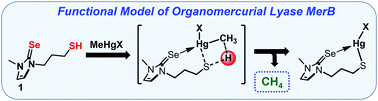 Hg–C bond protonolysis by a functional model of bacterial enzyme ...