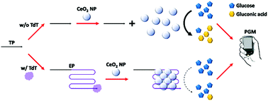 Simple and label-free strategy for terminal transferase assay using a ...