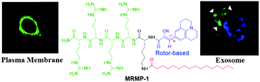 A fluorescent molecular rotor probe for tracking plasma membranes and ...