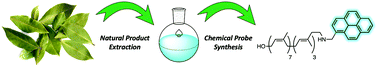 From plant to probe: semi-synthesis of labelled undecaprenol analogues ...