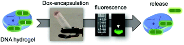 Small molecule-induced DNA hydrogel with encapsulation and release ...