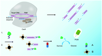 An in vitro site-specific cleavage assay of CRISPR-Cas9 using a ...