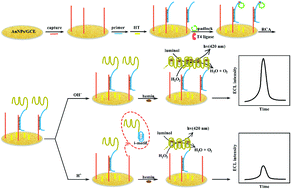 Novel electrochemiluminescence solid-state pH sensor based on an i ...