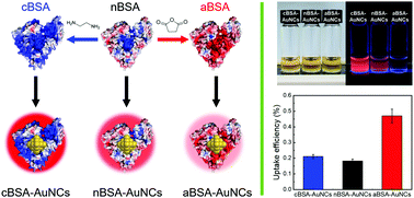 Simultaneous regulation of optical properties and cellular behaviors of ...