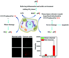 A bifunctional fluorescent sensor for CCCP-induced cancer cell ...