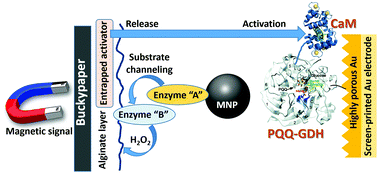 Control of allosteric electrochemical protein switch using magnetic ...