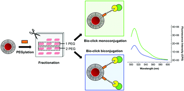 Functionalization of colloidal nanoparticles with a discrete number of ...