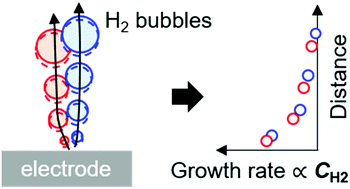 Concentration profile of dissolved gas during hydrogen gas evolution ...