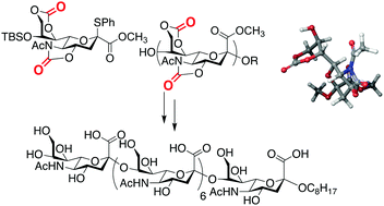 Chemical synthesis of α(2,8) octasialosides, the minimum structure of ...