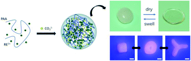 Bio-inspired mineral fluorescent hydrogels cross-linked by amorphous ...
