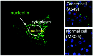 Fluorescent imaging of cytoplasmic nucleolin in live cells by a ...
