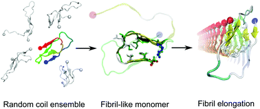 Compact fibril-like structure of amyloid β-peptide (1–42) monomers ...