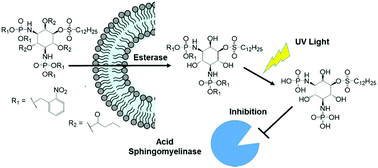 Sphingomyelinase