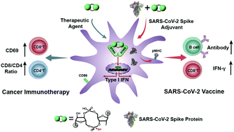 A novel STING agonist for cancer immunotherapy and a SARS-CoV-2 vaccine ...