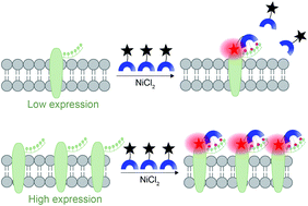 Assessing changes in the expression levels of cell surface proteins ...
