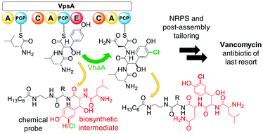 Chemical probes reveal the timing of early chlorination in vancomycin ...