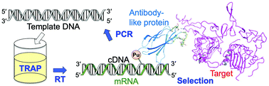 cDNA TRAP display for rapid and stable in vitro selection of antibody ...