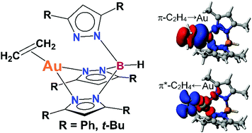 Gold(i) ethylene complexes supported by electron-rich scorpionates ...
