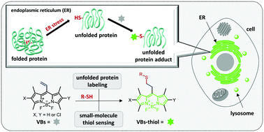Substituted meso-vinyl-BODIPY as thiol-selective fluorogenic probes for ...