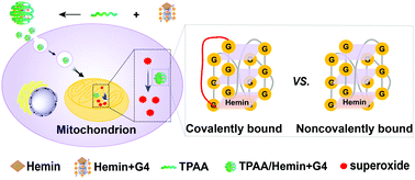 The proximity of the G-quadruplex to hemin impacts the intrinsic ...
