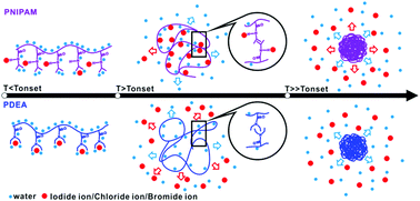 Dynamic mechanism of halide salts on the phase transition of protein ...